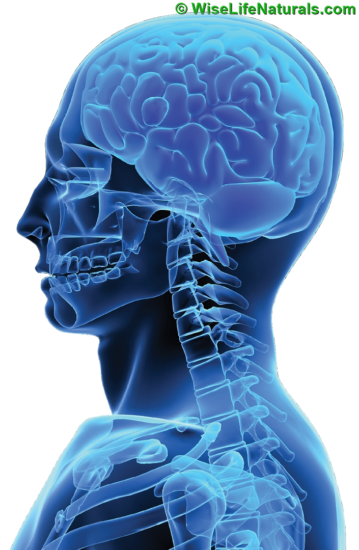 How To Improve Brain Memory And Concentration Power Natural Ways WiseLifeNaturals